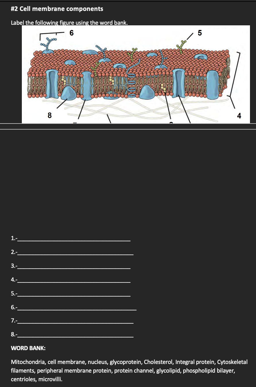 SOLVED: #2 Cell membrane components Label the following figure using ...