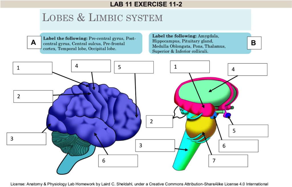 SOLVED: LAB 11 EXERCISE 11-2 LOBES LIMBIC SYSTEM Label the following ...