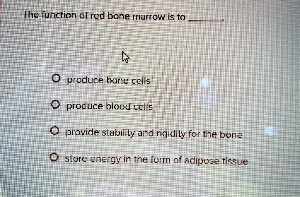 The function of red bone marrow is to produce bone cells produce blood ...