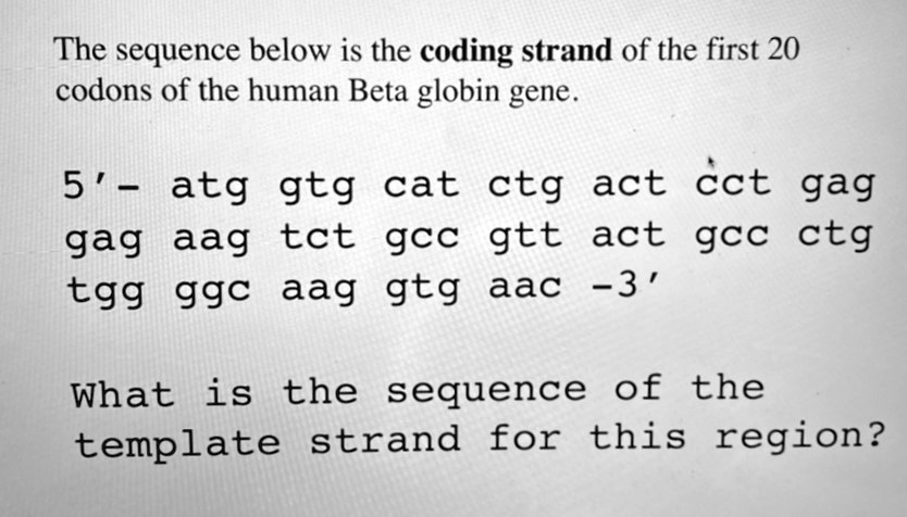 SOLVED: The sequence below is the coding strand of the first 20 codons of the human Beta globin ...