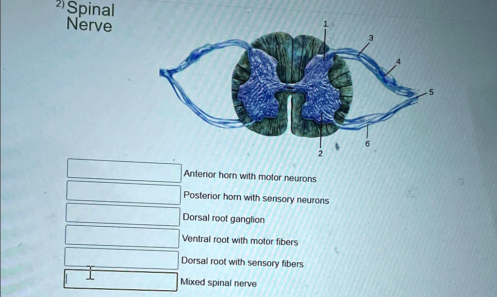 2) Spinal Nerve Anterior horn with motor neurons Posterior horn with ...