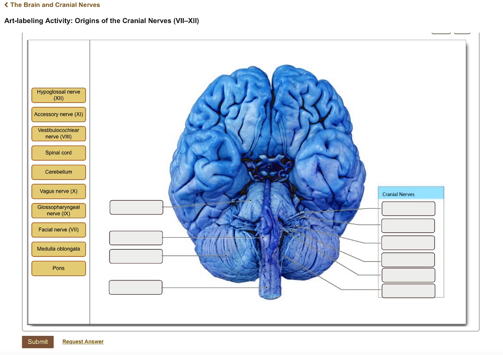 SOLVED: The Brain and Cranial Nerves Art-labeling Activity: Origins of ...