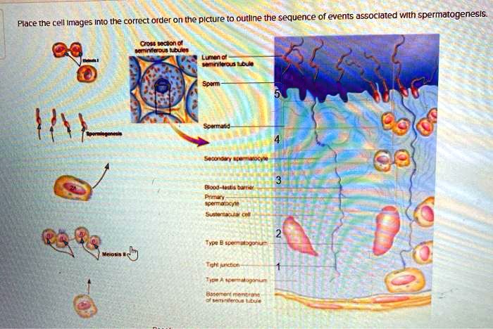 place the cell images into the correct order on the picture to outline ...