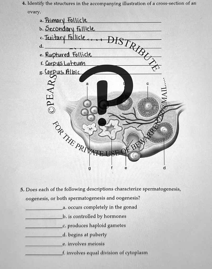 Identify the structures in the accompanying illustration of a cross ...