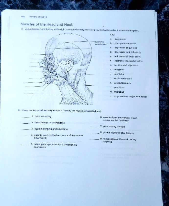 230 Review Sheet 13 Muscles of the Head and Neck 3. Using choices from the key at the right ...