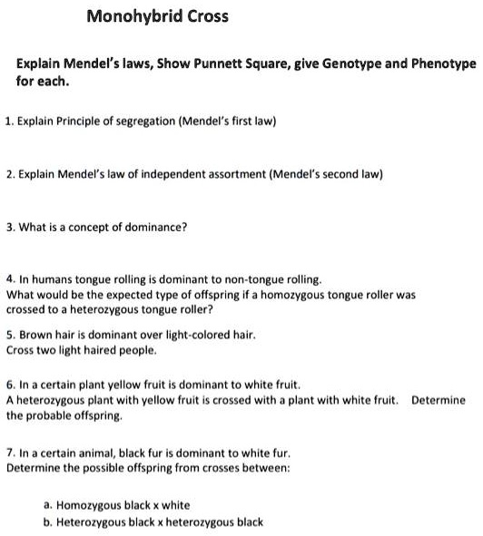 Monohybrid Cross Explain Mendel's laws, Show Punnett Square, give ... Monohybrid Cross Explain Mendel's laws, Show Punnett Square, give ...