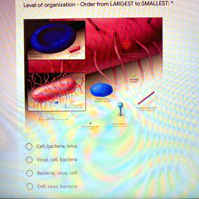 'Order from largest to smallest: cell, bacteria, virus Level of ...