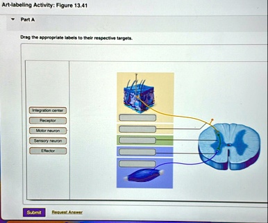 art labeling activity figure 1341 part a drag the appropriate labels to ...
