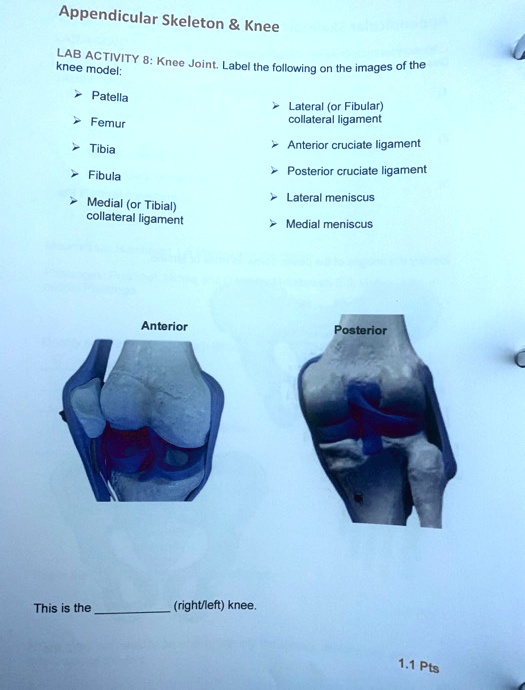 SOLVED: Appendicular Skeleton Knee LAB ACTIVITY 8: Knee joint model ... SOLVED: Appendicular Skeleton Knee LAB ACTIVITY 8: Knee joint model ...