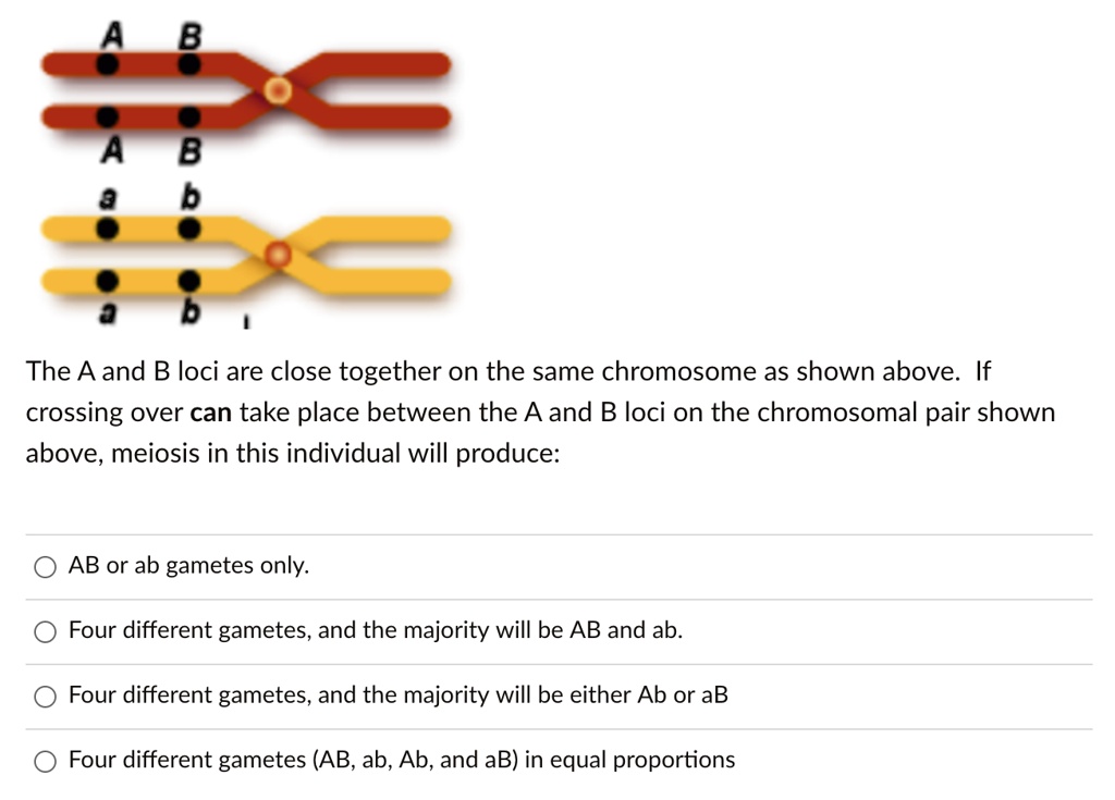 SOLVED: 8 0 2 C0 20 b 0 The A and B loci are close together on the same ...