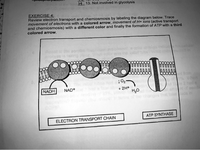 EXERCISE 4: H13. Not involved in glycolysis Review electron transport ...