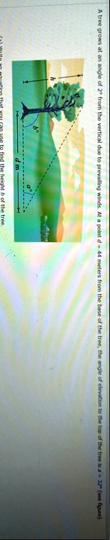 a tree grows at an angle of 2o from the vertical due to prevailing ...