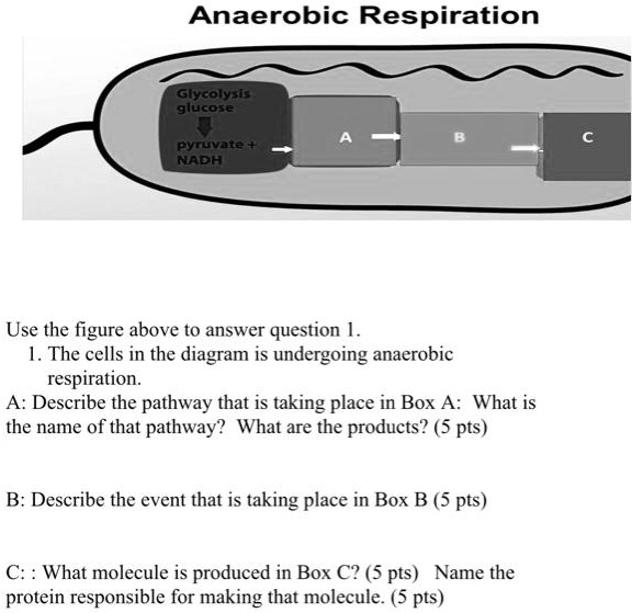 anaerobic respiration gpcear aucep pynalea nieh use the figure above to answer question 1 the ...