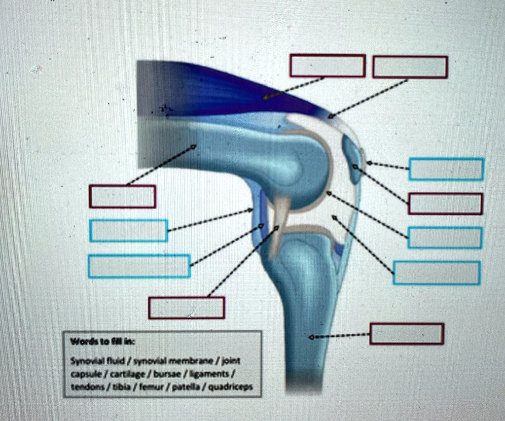 words to fill in synovial fluid synovial membrane joint capsule ...