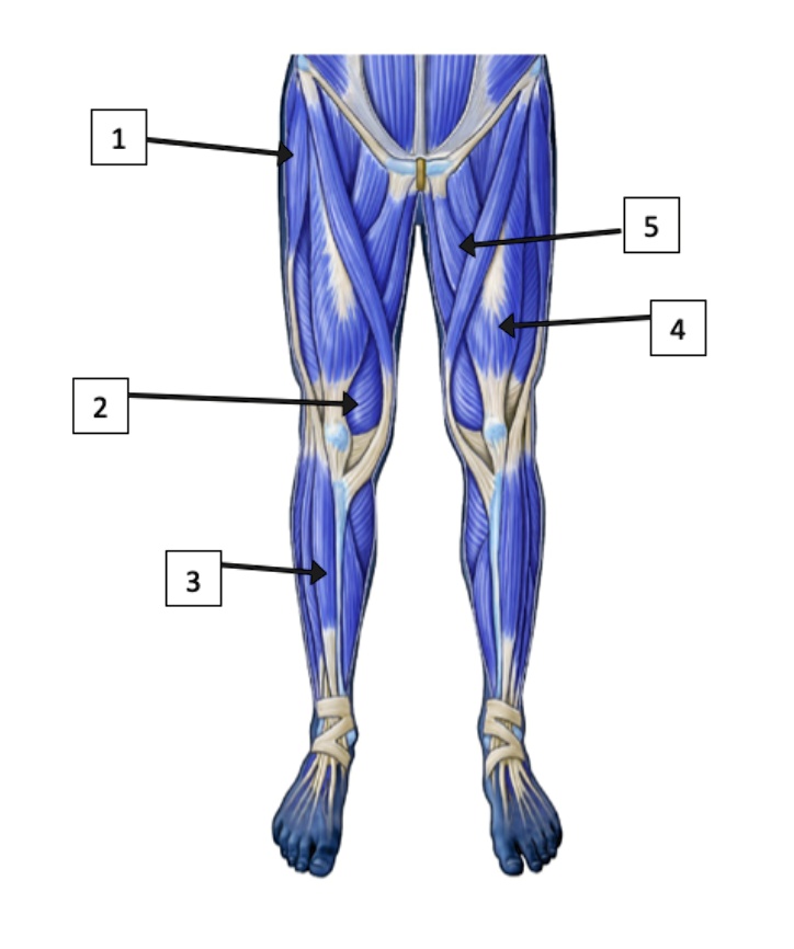 Identify the muscles labeled in the figure below