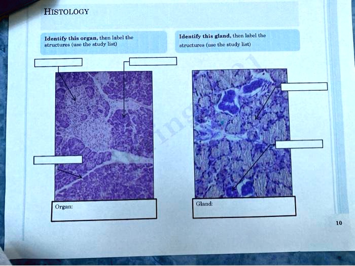 histology identify this organthen label the structures use the study ...