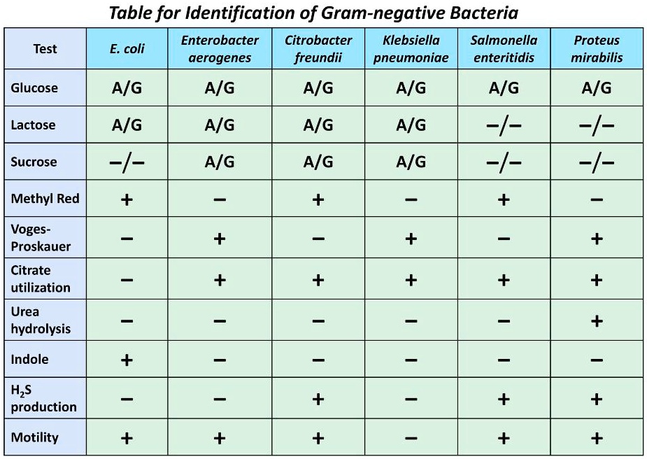 SOLVED: Table for Identification of Gram-negative Bacteria Enterobacter ...