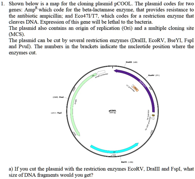 1. Shown below is a map for the cloning plasmid pCOOL. The plasmid ...