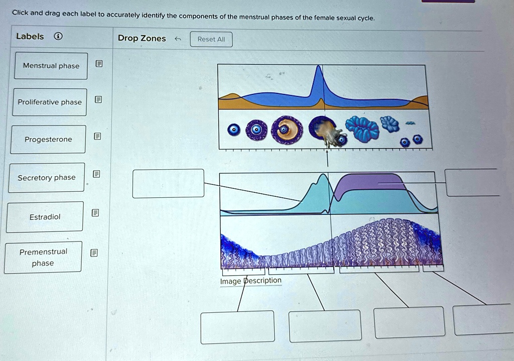 Click and drag each label to accurately identify the components of the ...