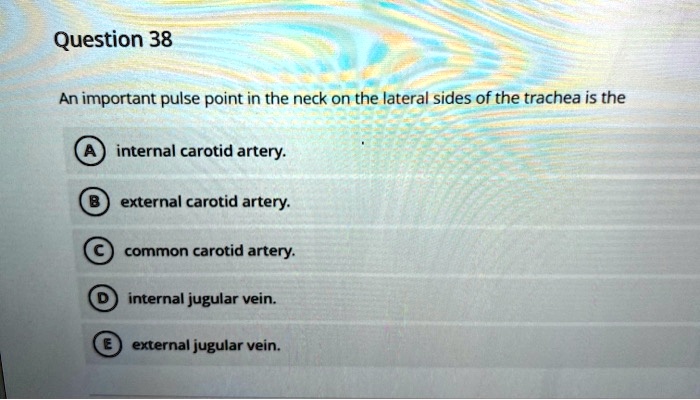 SOLVED: Question 38 An important pulse point in the neck on the lateral ...