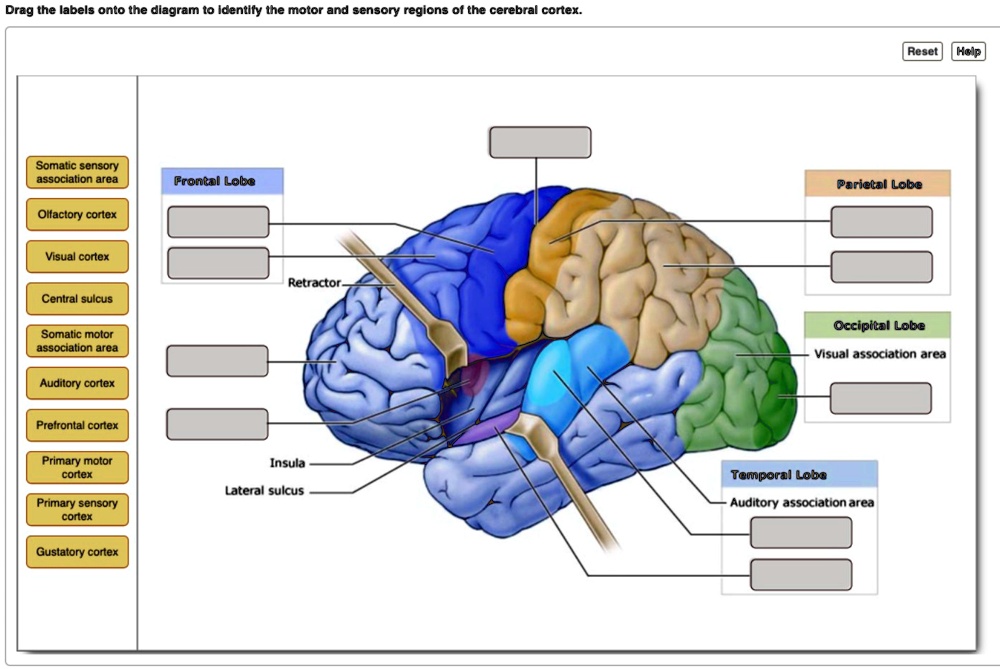 Drag the labels onto the diagram to identify the motor and sensory regions of the cerebral ...