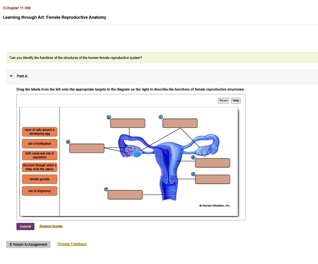 chapter 11 hw learning through art female reproductive anatomy can you identify the functions of ...