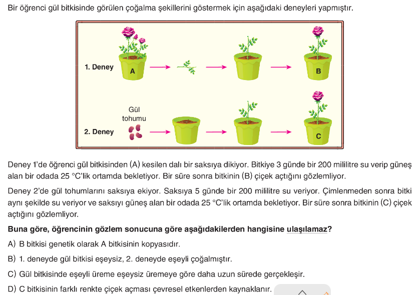 Bir ö?renci gül bitkisinde görülen ço?alma ?ekillerini göstermek için a ...