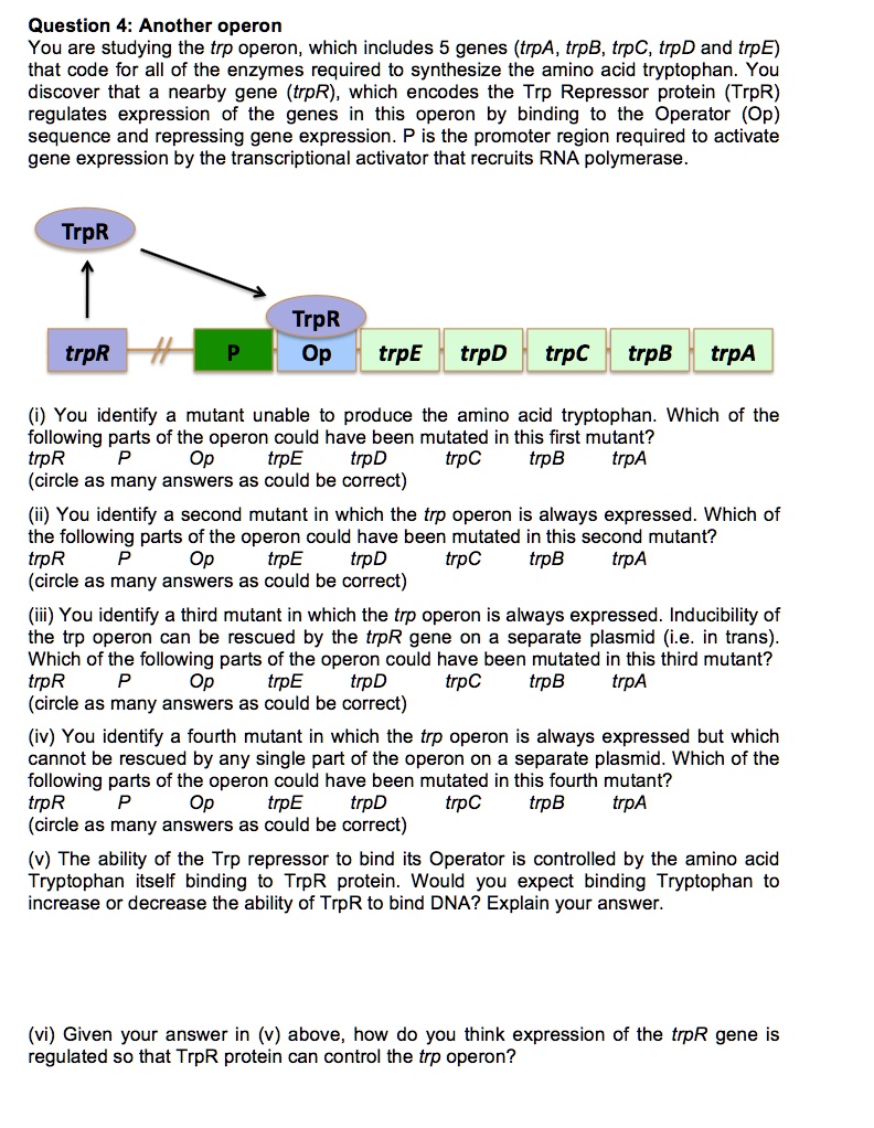 SOLVED: Question 4: Another operon You are studying the trp operon ...
