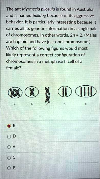 The ant Myrmecia pilosula is found in Australia and is named bulldog ...