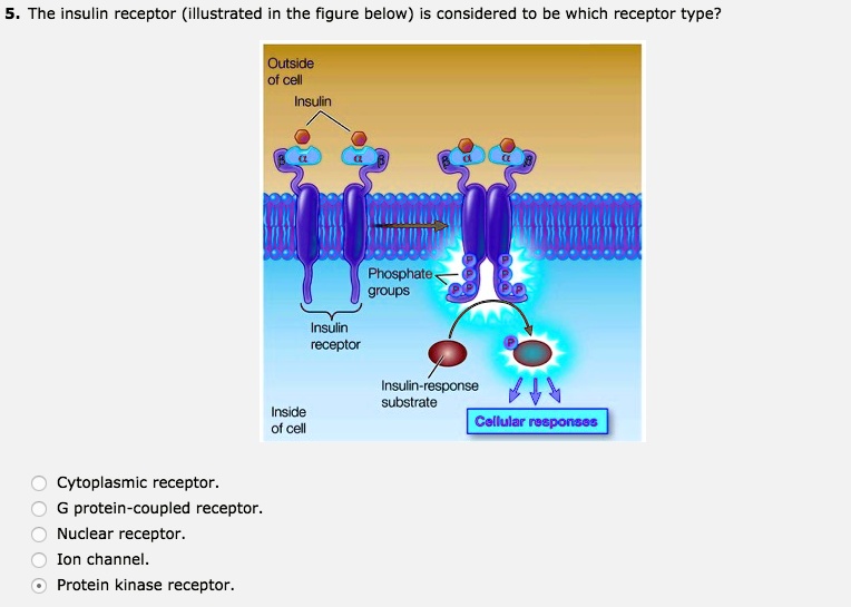 5. The insulin receptor (illustrated in the figure below) is considered ...