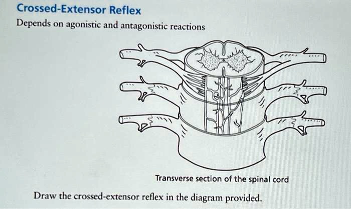 Crossed-Extensor Reflex Depends on agonistic and antagonistic reactions ...
