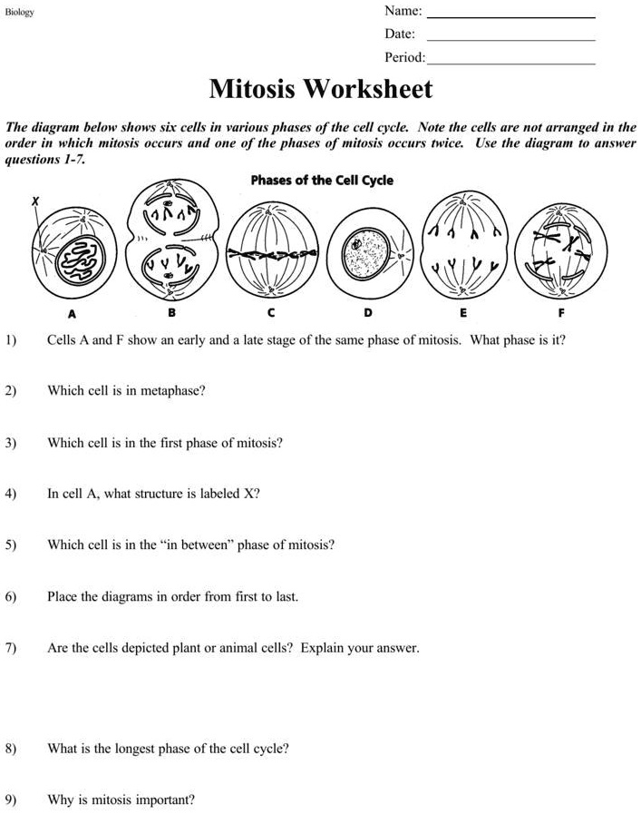Biology Name: Date: Period: Mitosis Worksheet The diagram below shows ...