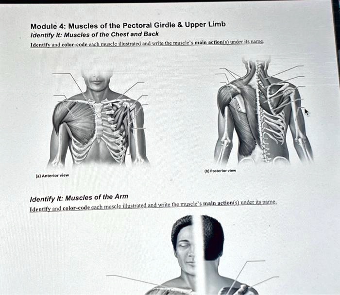 Module 4: Muscles of the Pectoral Girdle Upper Limb Identify It ...
