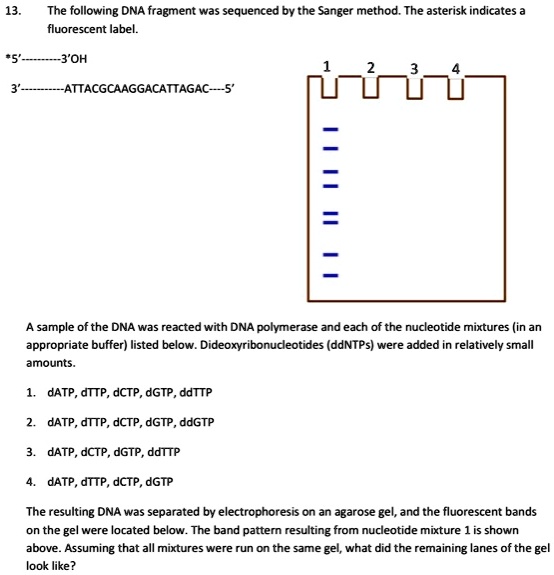 13. The following DNA fragment was sequenced by the Sanger...