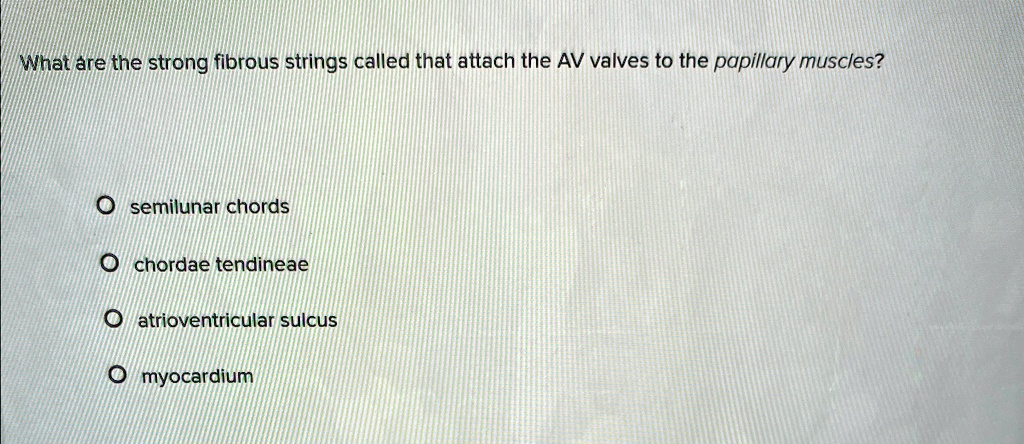 What are the strong fibrous strings called that attach the AV valves to ...