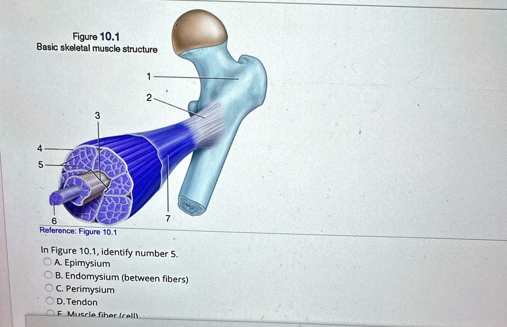 Figure 10.1 Basic skeletal muscle structure 4 5 1 2 3 7 6 Reference ...