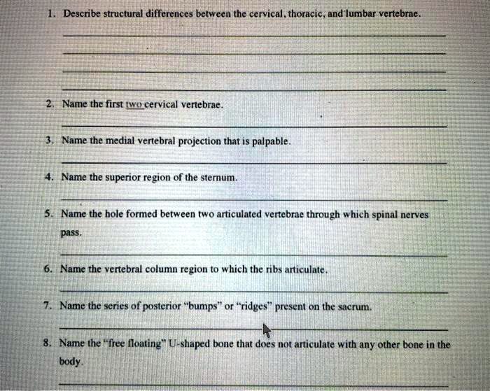 1. Describe structural differences between the cervical, thoracic, and ...