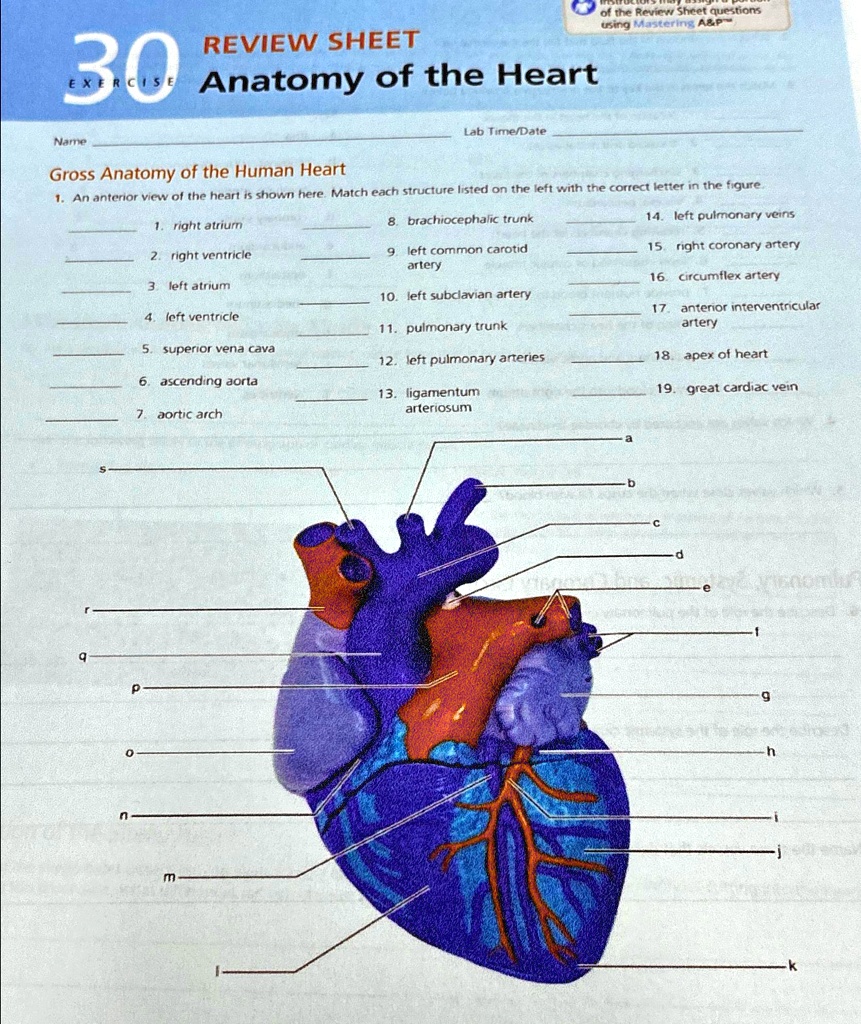 REVIEW SHEET of the Review Sheet questions using Mastering A P Exercise ...
