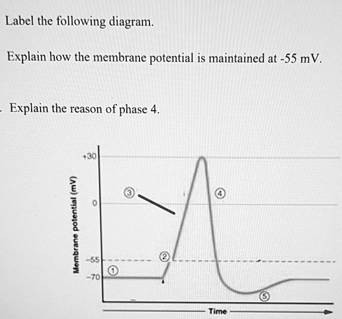 SOLVED: Label the following diagram Explain how the membrane potential ...