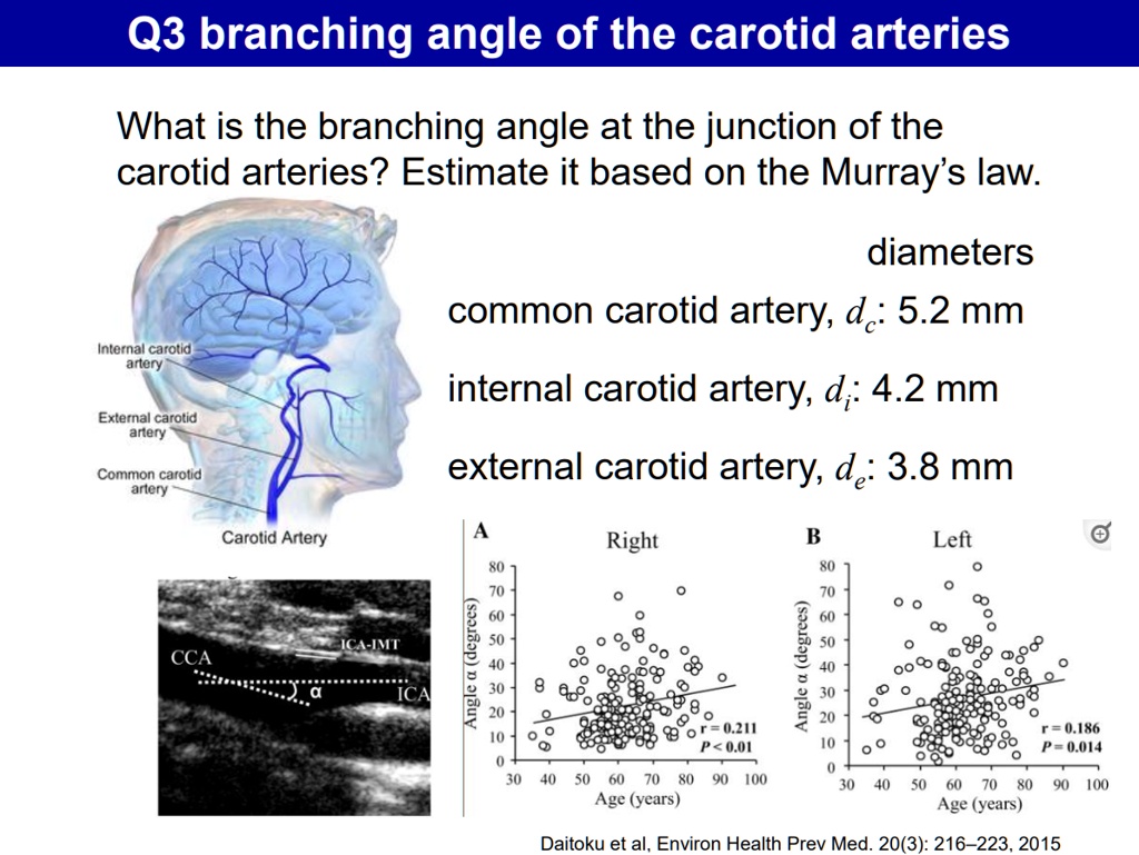 q3 branching angle of the carotid arteries what is the branching angle ...