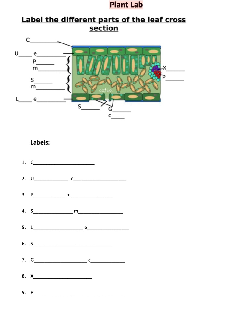 SOLVED: Plant Lab Label the different parts of the leaf cross section ...