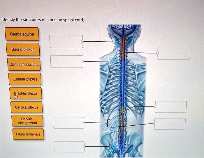 SOLVED: Identify the structures of a human spinal cord Cauda equina ...