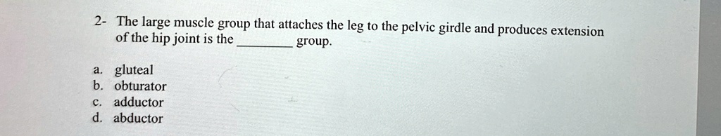 2 the large muscle group that attaches the leg to the pelvic girdle and ...