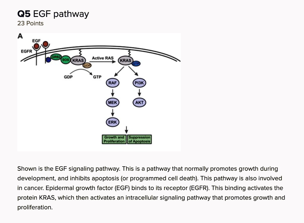 SOLVED: EGF EGFR Active RAS KRAS KRAS GDP GTP ERK Growth and Survival ... SOLVED: EGF EGFR Active RAS KRAS KRAS GDP GTP ERK Growth and Survival ...