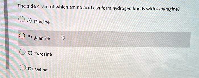 The side chain of which amino acid can form hydrogen bonds with ...