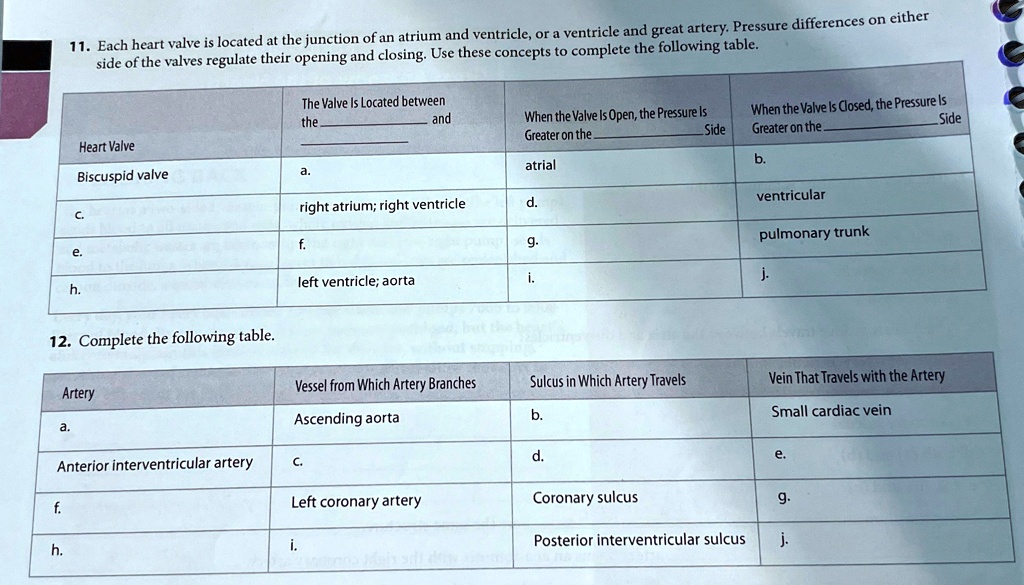 [GET ANSWER] Heart Valve 11. Each heart valve is located at the ...