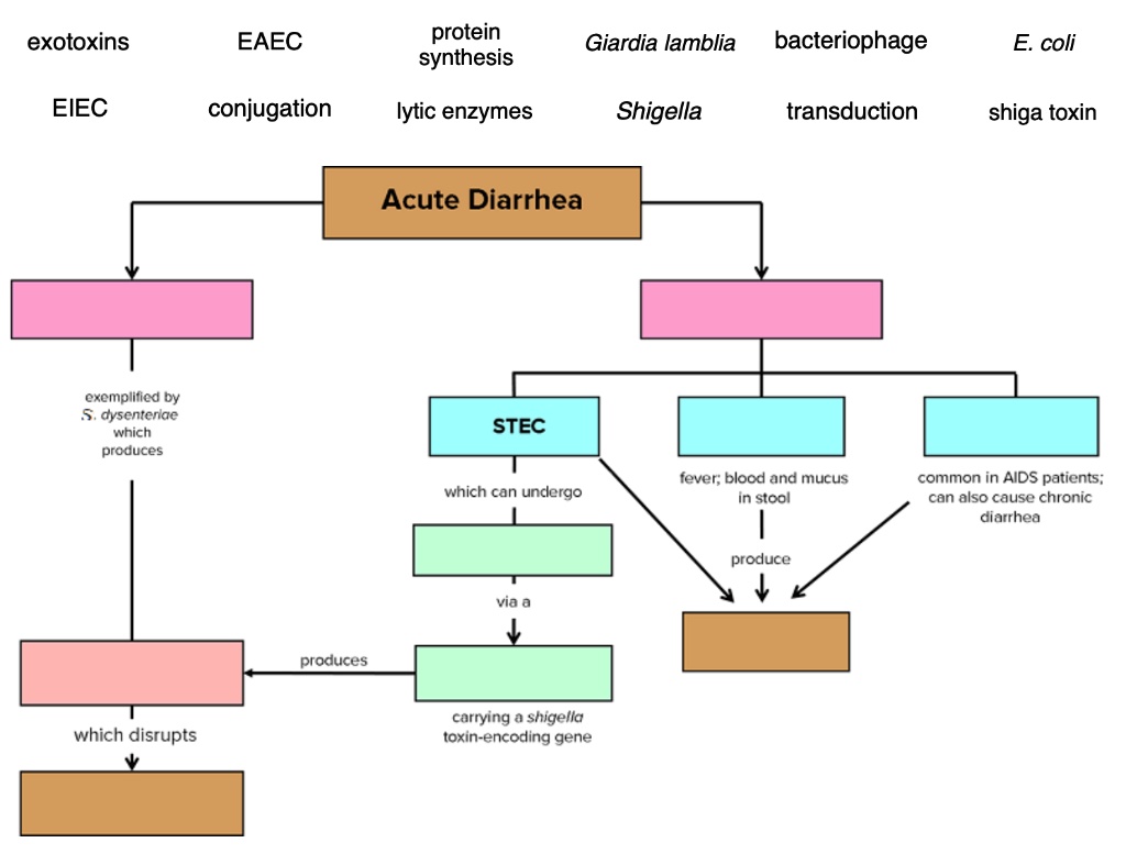 exotoxins eaec protein synthesis giardia lamblia bacteriophage e coli ...