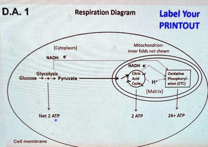 SOLVED: DA: 1 Respiration Diagram Label Your PRINTOUT MitochondrIon ...