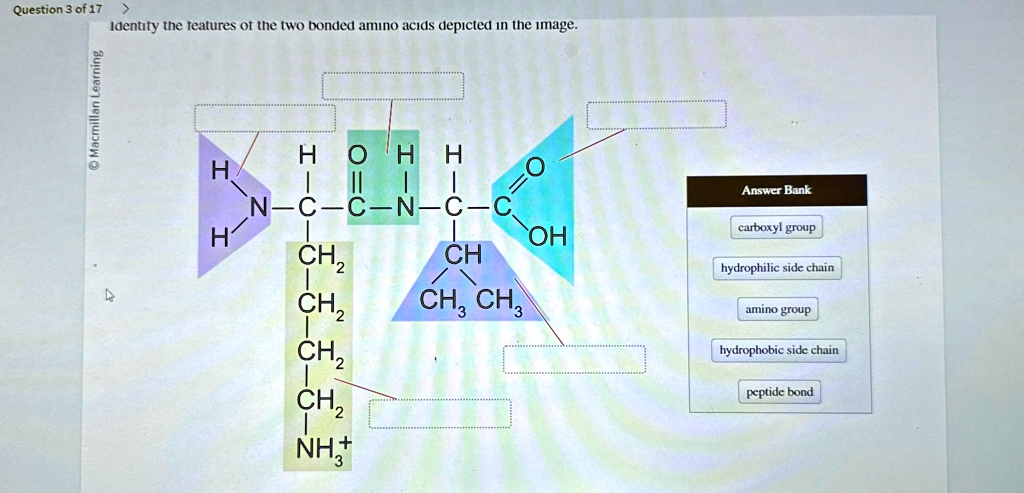 SOLVED: Question 3 of 17: Identify the features of the two bonded amino ...