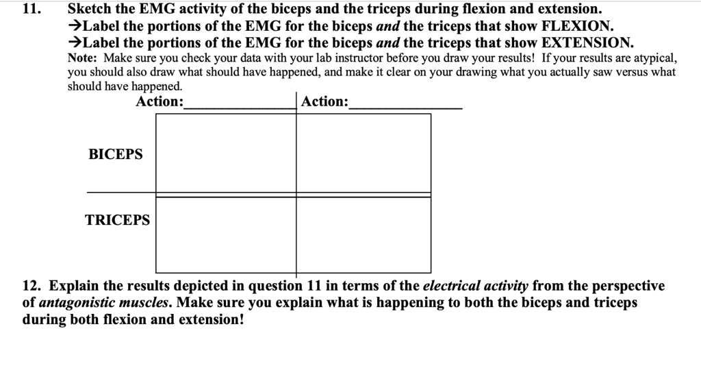 11. Sketch the EMG activity of the biceps and the triceps during ...